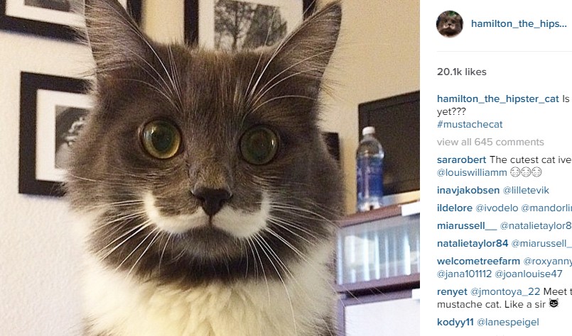 Imut Banget, 5 Kucing Ini Jadi Seleb di Media Sosial