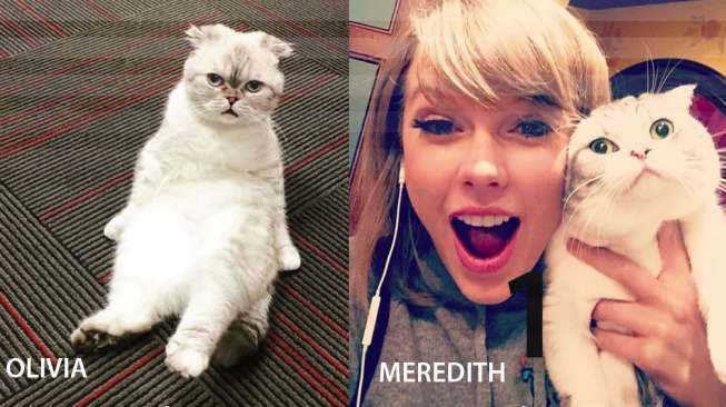 Imut Banget, 5 Kucing Ini Jadi Seleb di Media Sosial