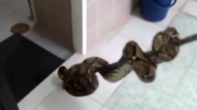 Muncul dari Jamban, Ular Piton Gigit Kemaluan Pria