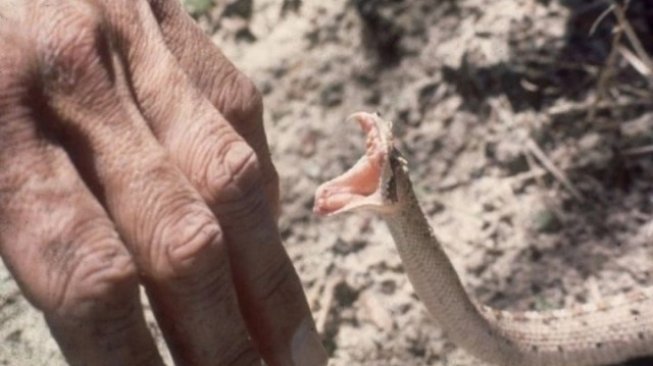 Ini 10 Pertolongan Pertama saat Digigit Ular Berbisa