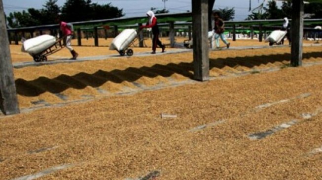 Harga Gabah Kering Panen Maret 2019 Turun Tajam