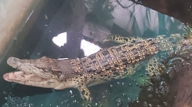 Penemuan Buaya Hebohkan Warga Tanjung Balai