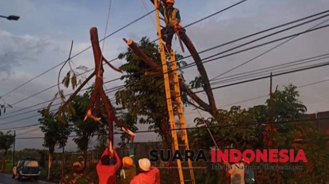 Pohon Tumbang Rusak Jaringan Listrik di Lumajang