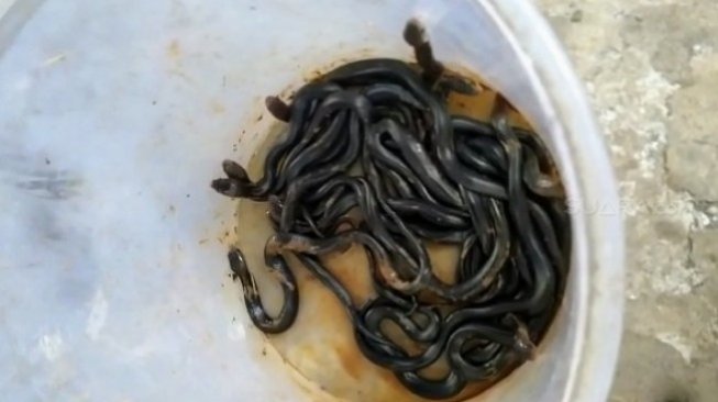 Induk Ular Kobra Sebesar Pipa Besi Sering Nongol di Kembangan
