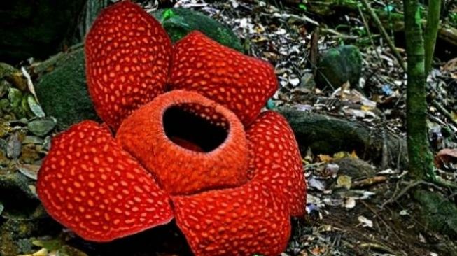 Jelang Tahun Baru, Bunga Rafflesia Terbesar di Dunia Mekar di Sumbar