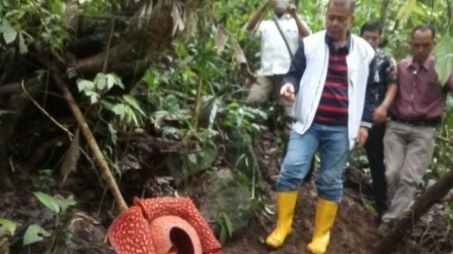 Bunga Rafflesia Terbesar Dunia di Agam Jadi Perhatian Banyak Negara