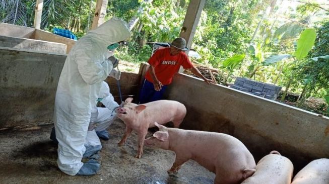 20 Babi Mati Mendadak di Desa Cau Belayu, Distan Tabanan Ambil Contoh Darah