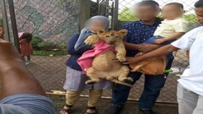 Kebun Binatang di Riau Eksploitasi Bayi Singa Afrika untuk Objek Foto