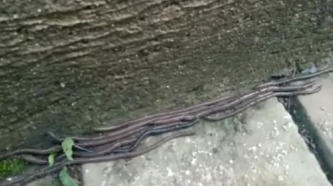 Misterius, Cacing Tanah Muncul di Rumah Warga Tabanan Dalam Jumlah Banyak