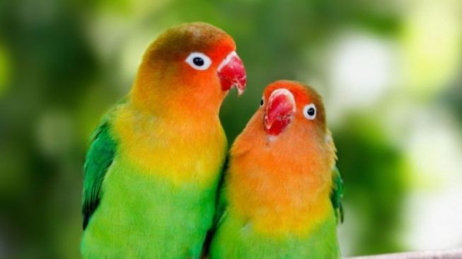 Tips Sederhana Merawat Burung Agar Makin Sering Berkicau
