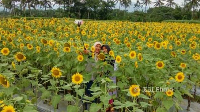 Tak Hanya Memperindah Taman, ini 7 Manfaat Bunga Matahari