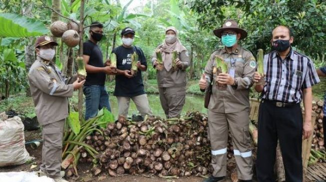 Genjot Ekspor Talas Beneng Pandeglang, Lahan Budidaya Diperluas