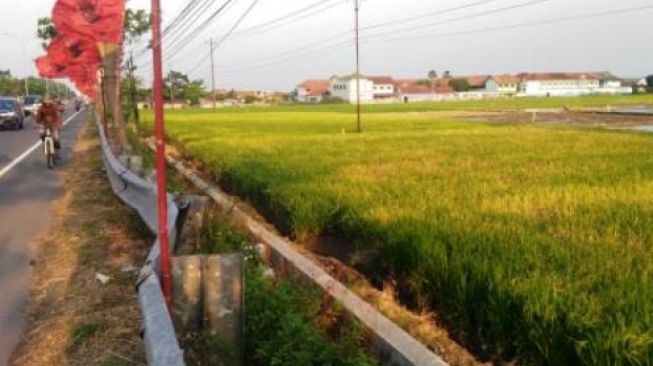 Klaten Masih Surplus Beras 141 Ribu Ton Klaten Masih Surplus Beras 141 Ribu Ton