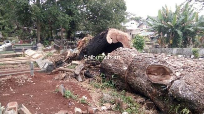 Pohon Ambon Berusia 100 Tahun Tumbang di TPU Kebon Jahe