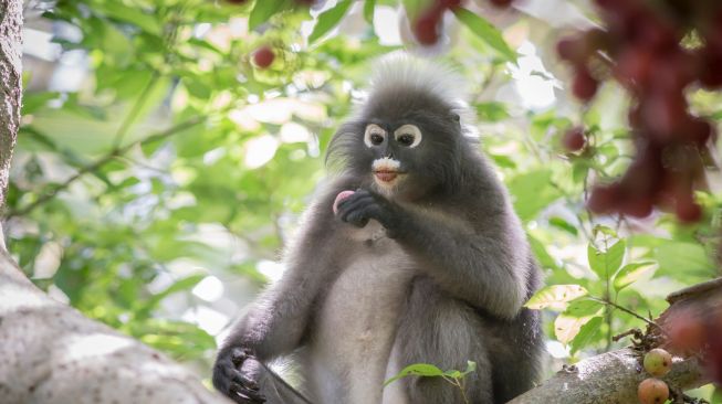 Bagaimana cara hewan melihat dunia?