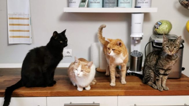 Pencinta Anabul Harus Tahu! Ini Sejarah Hari Kucing Sedunia dan Perayaannya