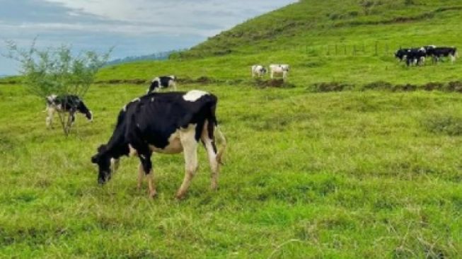 4 Rekomendasi Wisata di Banyumas yang Bernuansa Seperti di Luar Negeri ...