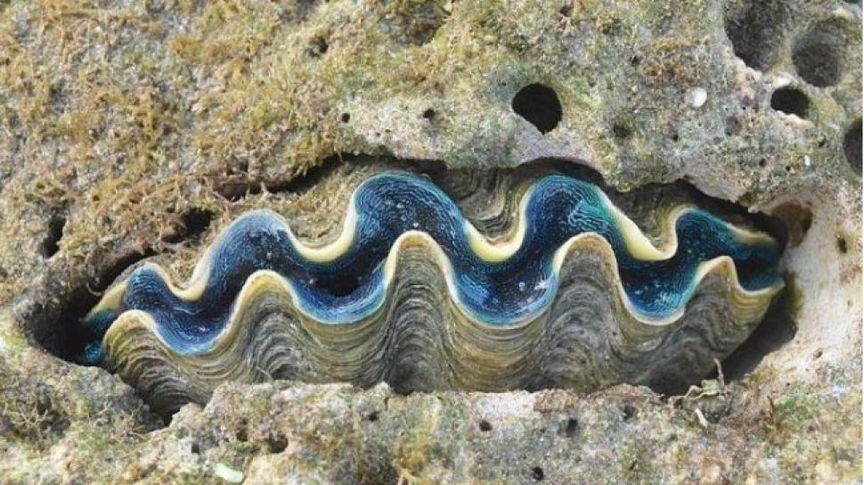 Sensasi Menikmati Kima, Kerang Raksasa Khas Raja Ampat Papua