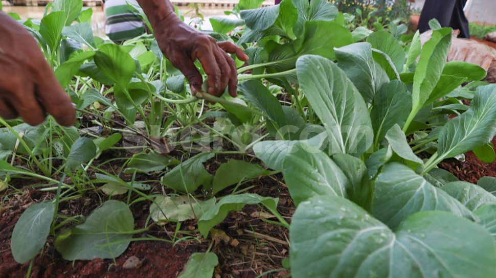 Cara Canggih Bercocok Tanam di Rumah, Terkoneksi Langsung dengan Ponsel
