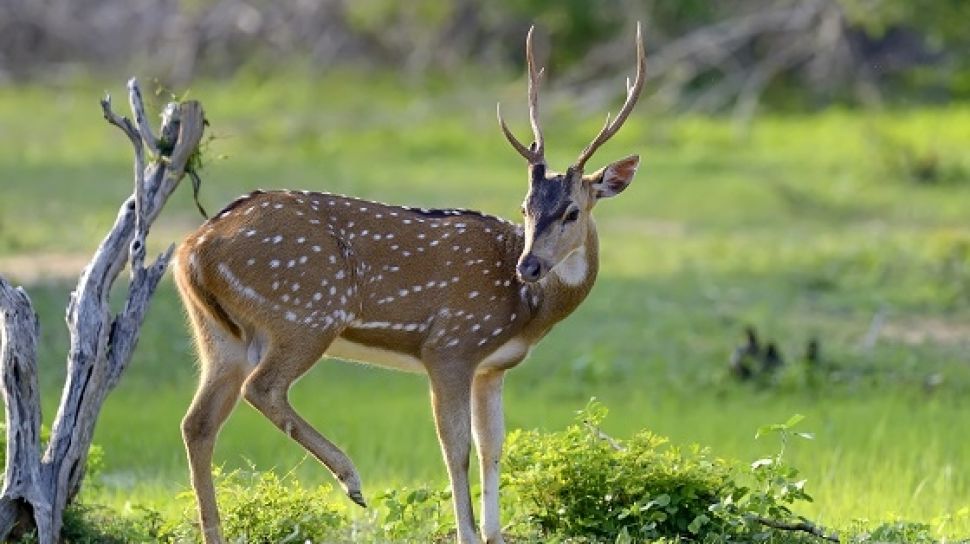 Edukasi Perlindungan dan Pelestarian Satwa Liar Lewat Lomba Foto dan ...
