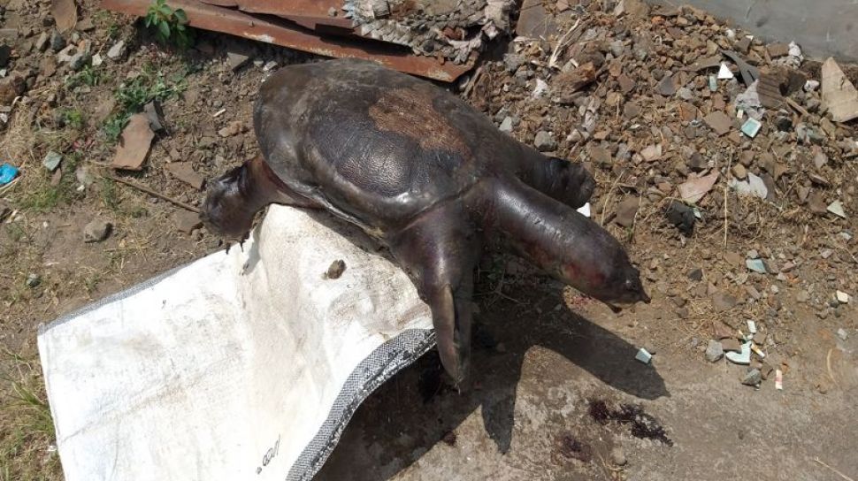 Batal Dimasak, Ini Fatwa MUI Soal Mengkonsumsi Daging Bulus