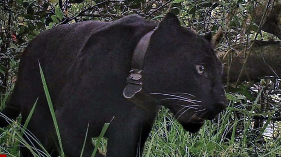 Garangnya Penampakan Slamet, Macan Tutul Jawa di Hutan Gunung Ciremai
