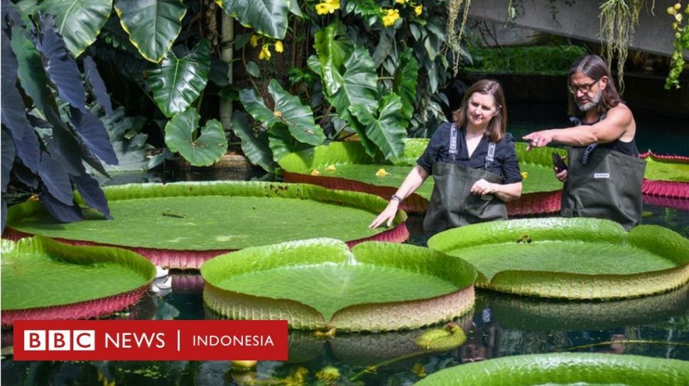 Spesies Baru Teratai Raksasa dengan Daun Selebar 3 Meter Ditemukan