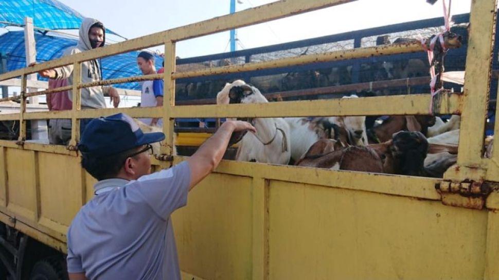 Sapi di Batam Terpapar PMK, Pemprov Larang Datangkan Hewan Ternak dari ... Sapi di Batam Terpapar PMK, Pemprov Larang Datangkan Hewan Ternak dari ...