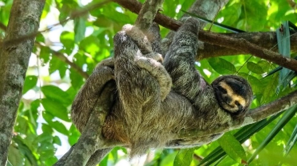 6 Fakta Unik Kungkang, Turun Pohon Satu Kali Seminggu untuk Buang Air Besar