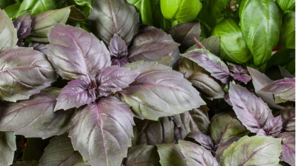 5 Manfaat Holy Basil untuk Kesehatan, Cegah Stres hingga Penyakit Lambung