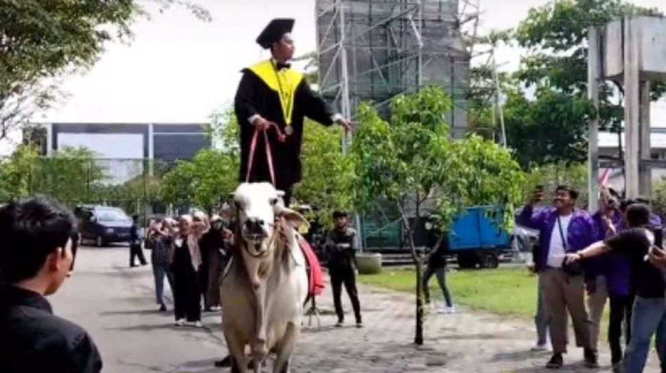 Kisah Anggit Setiawan, Mahasiswa Univet Sukoharjo yang Viral Usai Tunggangi Sapi ke Acara Wisuda