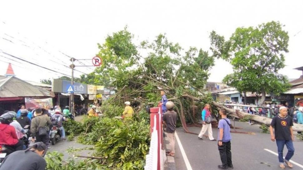 Pohon Mahoni di Jalan Raya Bogor Tumbang Diterpa Angin Kencang, Warga ...