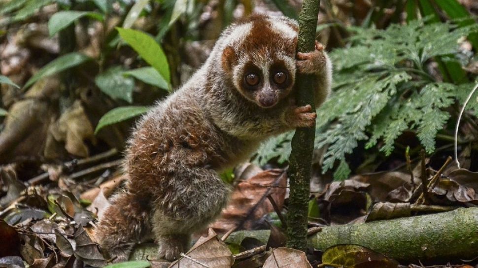 Salah Satunya Merupakan Satwa Beracun, Berikut 3 Fakta Unik Kukang