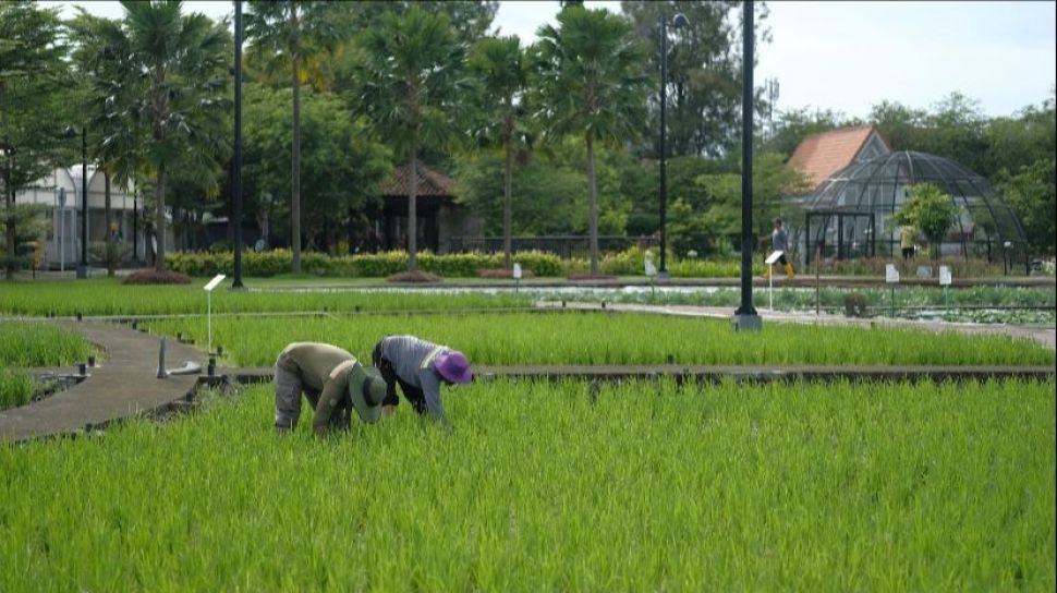Lahan Rawa Sumsel Berpotensi Jadi Lumbung Padi Baru, Ini Alasannya