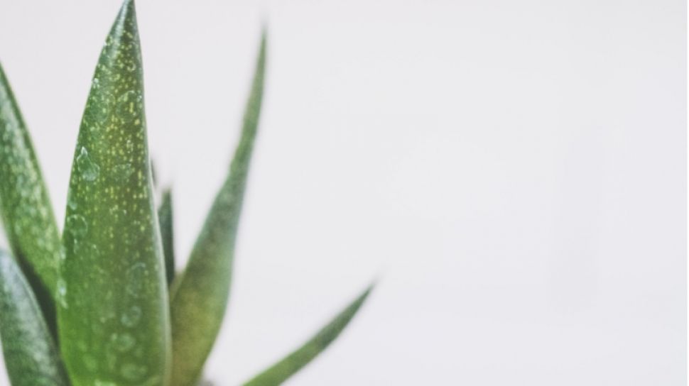 3 Kegunaan Aloe Vera Untuk Rambut Buat Rambut Jadi Lebih Lembut