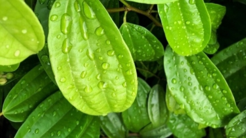 4 Jenis Tanaman Apotik Hidup dan Manfaatnya untuk Kesehatan Ada Daun Dewa