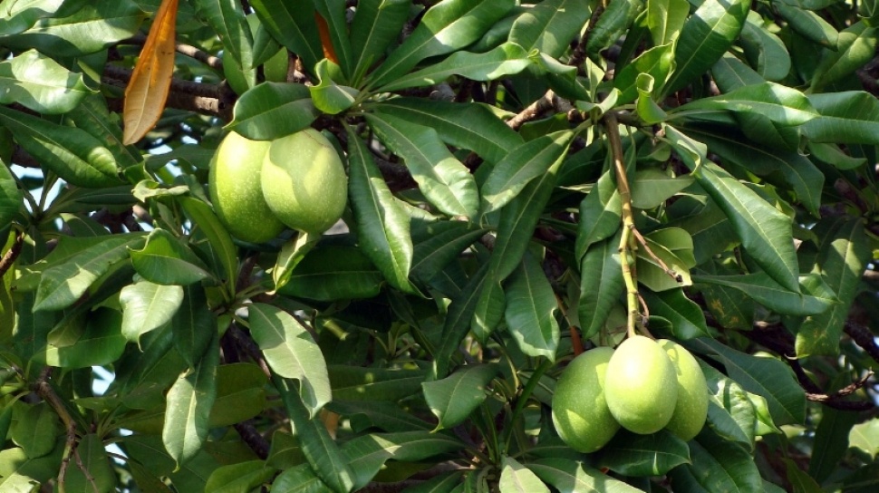 Mengenal Buah Bintaro, Si Hijau yang Bermanfaat Sebagai Penangkal Tikus