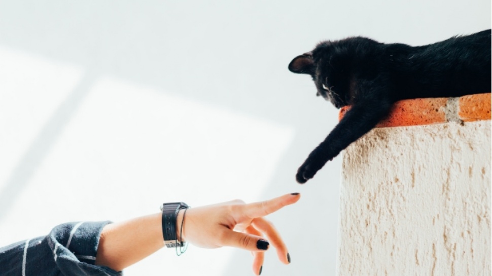 Penting Diketahui! Berikut Cara Memperkuat Ikatan dengan Kucing Peliharaan