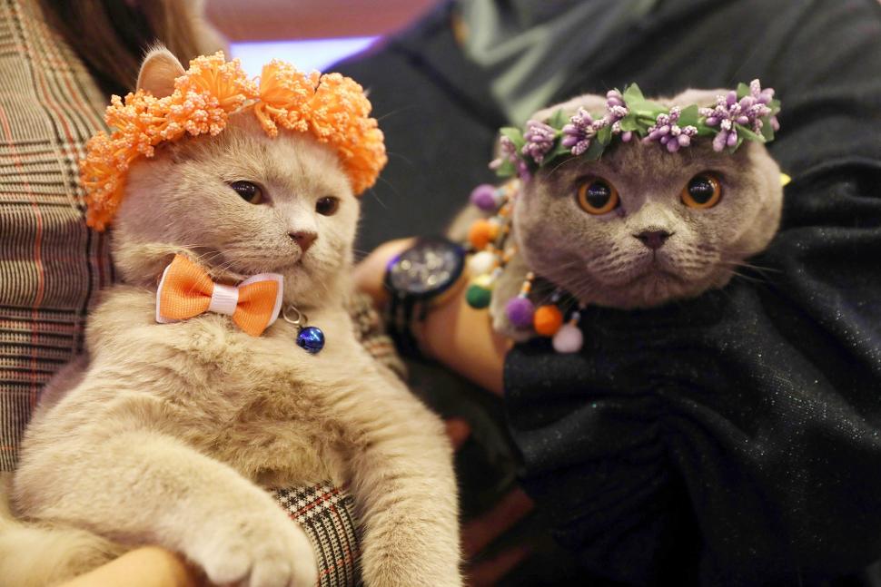 Saat Kucing Bersaing Jadi Ratu Kecantikan