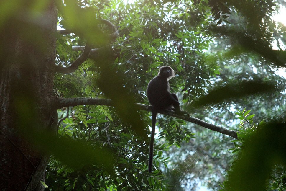 Ini Wujud Lutung Budeng Penghuni Situ Gunung