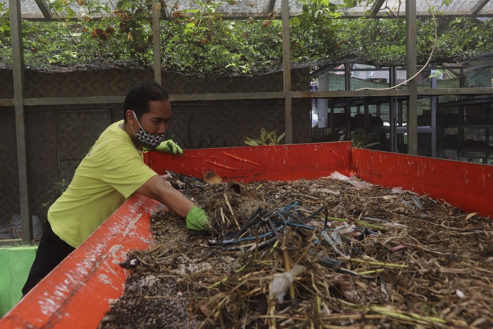 Intip Budidaya Maggot, Ulat Pengurai Sampah Organik