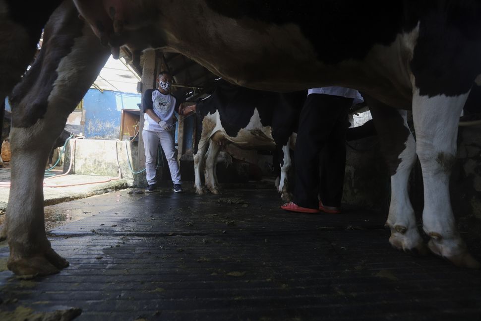 Tingkatkan Produksi Sapi dengan Program Inseminasi Buatan