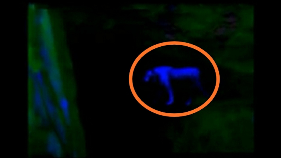 Prabu Siliwangi Dan Maung Bodas