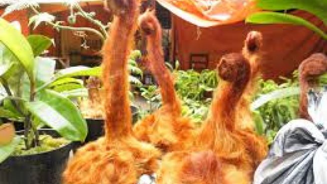 Kumpulan Berita PAKIS: Unik, Pakis Ekor Monyet Lampung Terbang ke Makassar