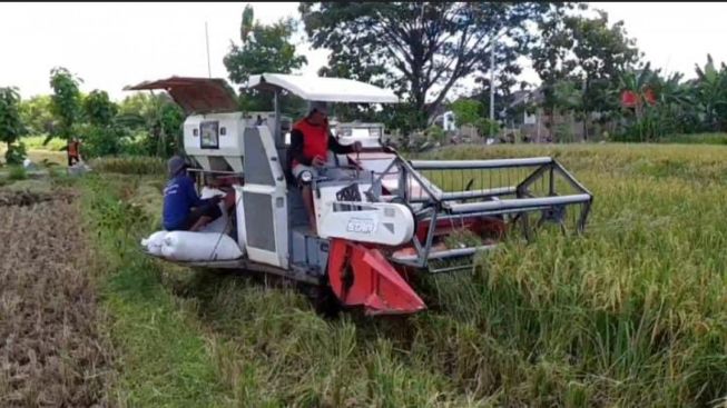 Kumpulan Berita Gabah Kering Panen Terbaru Dan Terkini