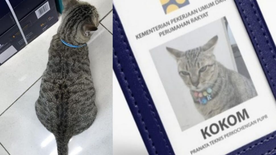 Kokom, Si Kucing Belang yang Jadi Pegawai Baru di Kementerian PUPR ...